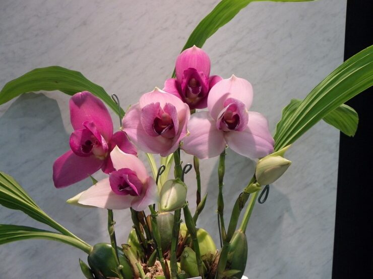 What Is Your Birth-Orchid? February-Lycaste